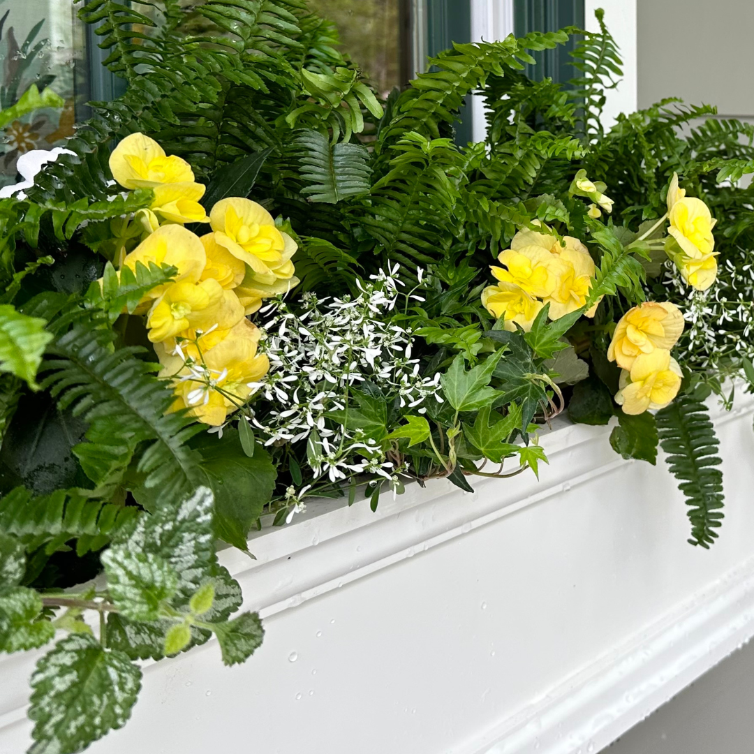 Window Boxes 201: Learn to Plant Like a Pro - Hooks & Lattice